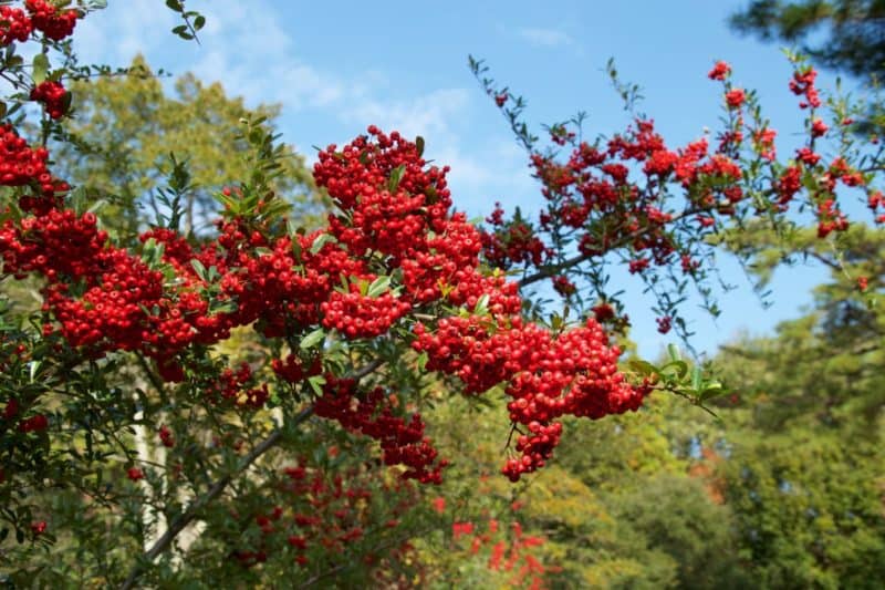 14 Beautiful Trees with Ornamental Berries or Seedpods