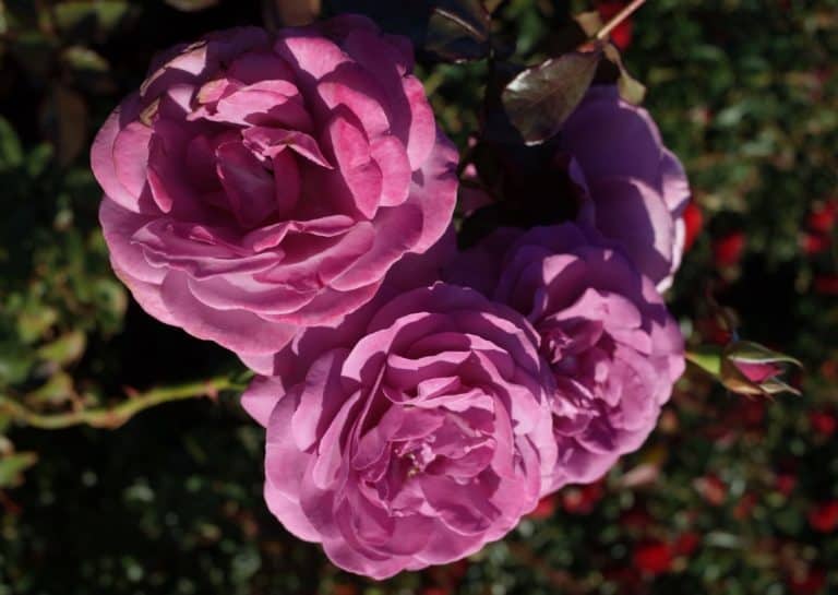 14 Gorgeous Roses that Smell Delightful