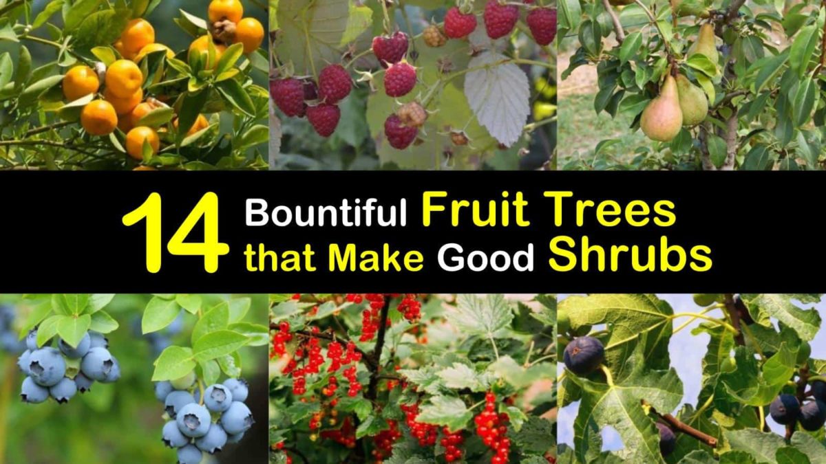 14 Bountiful Fruit Trees that Make Good Shrubs