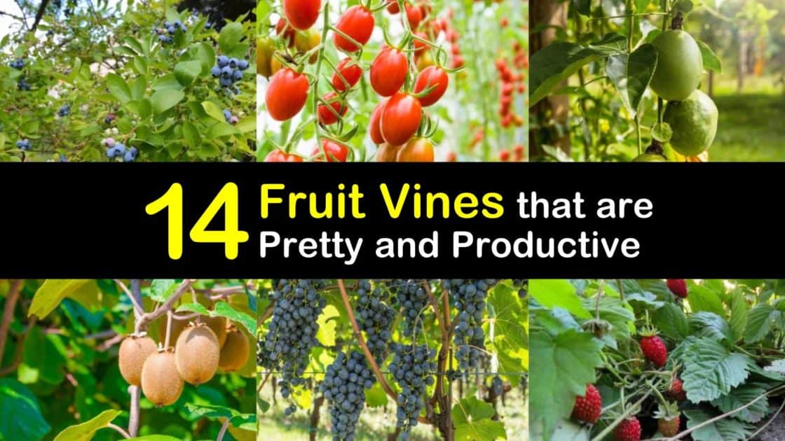 14 Fruit Vines that are Pretty and Productive