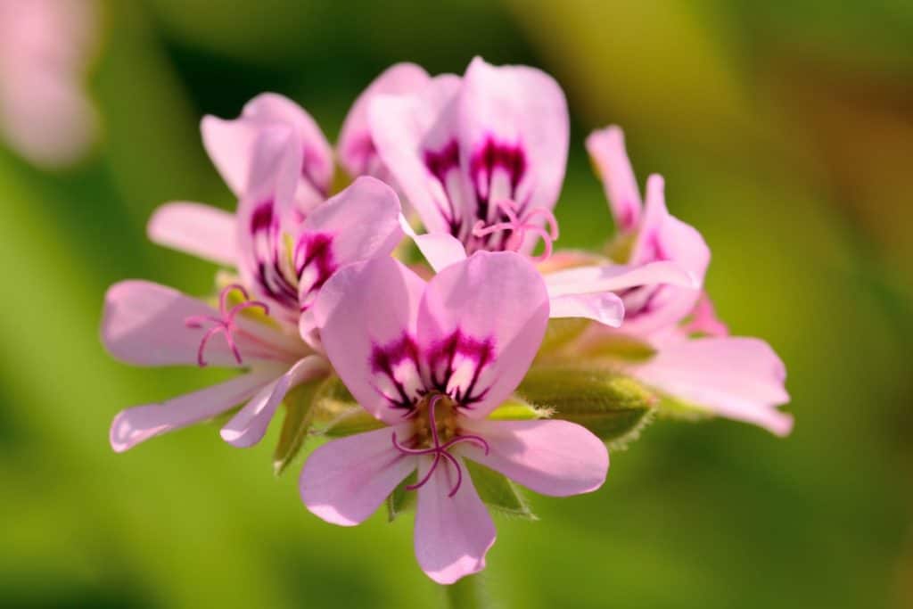 14 Fascinating Perennials Perfect for Spring Growth