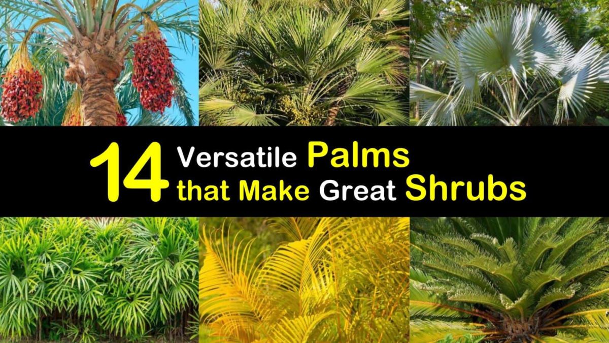 14 Versatile Palms that Make Great Shrubs