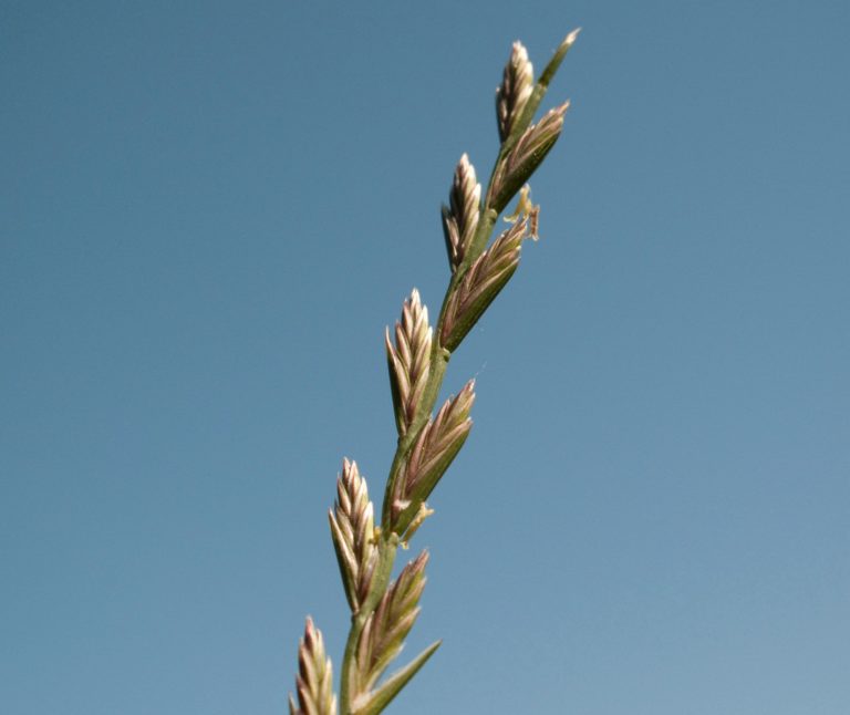 14 Cool-Season Grasses for Creating the Yard of Your Dreams