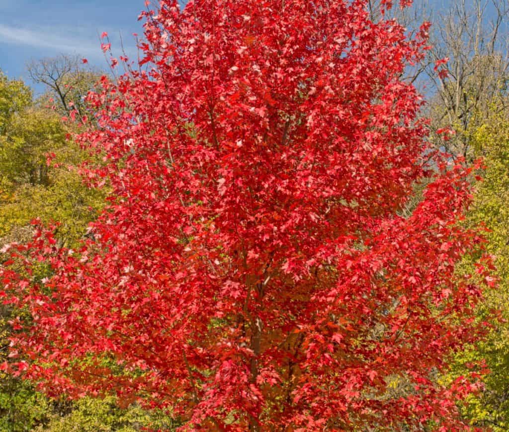 14 Trees with Brilliant Red Autumn Leaves