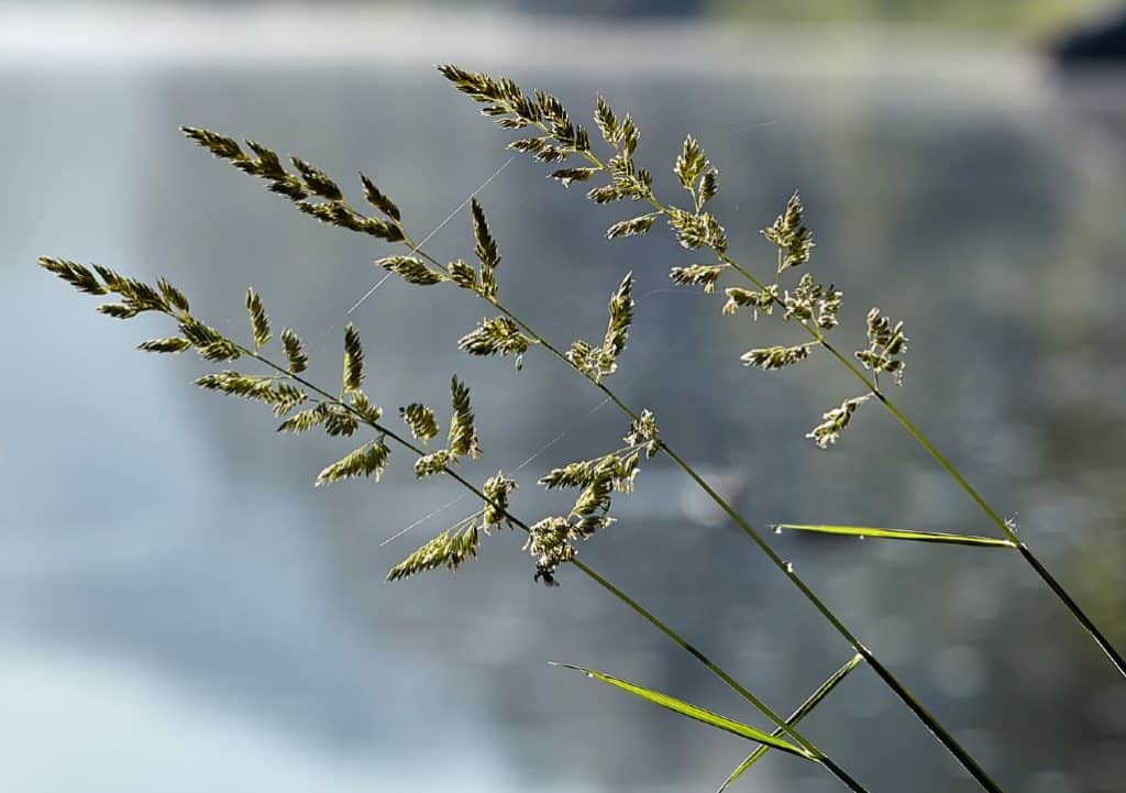 14 Cool-Season Grasses for Creating the Yard of Your Dreams