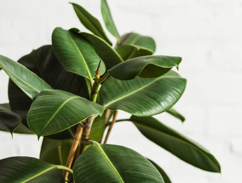 14 Mind-blowing Plants for Indoors