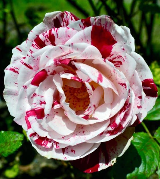 14 Gorgeous Roses that Smell Delightful