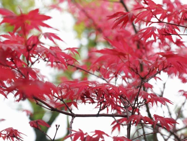14 Trees with Brilliant Red Autumn Leaves