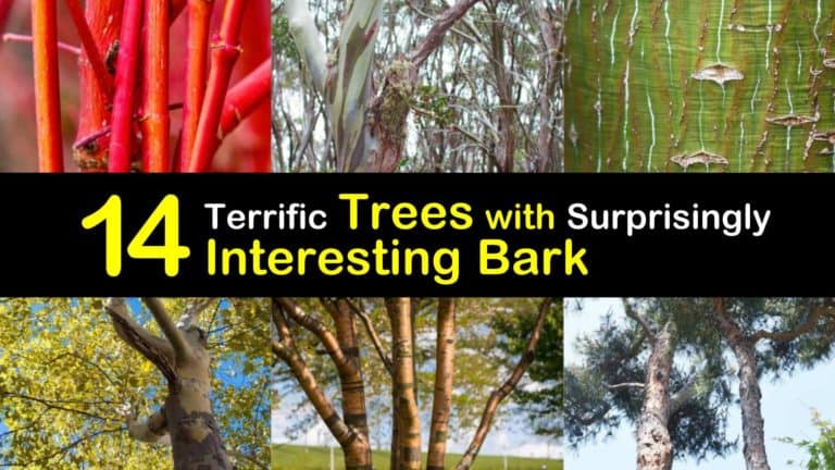 14 Terrific Trees with Surprisingly Interesting Bark