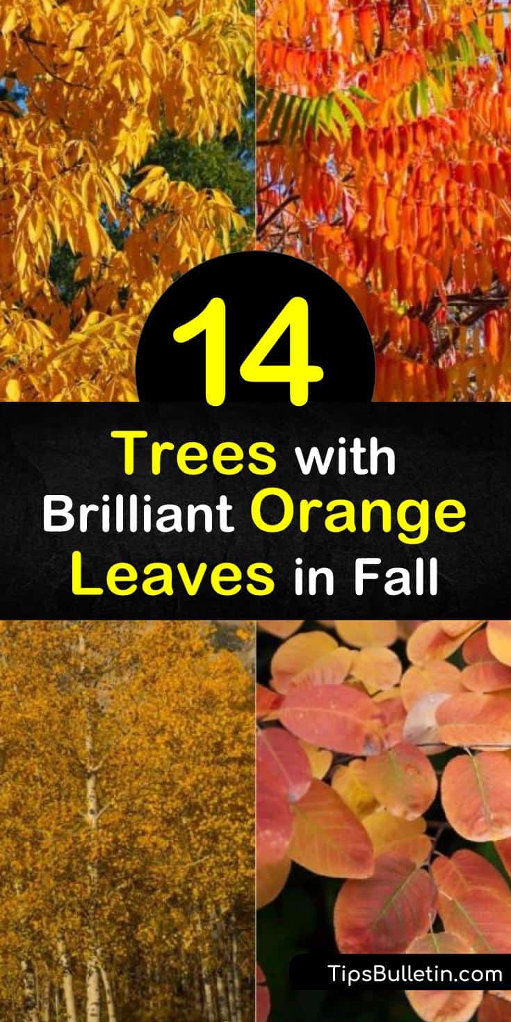 14 Trees with Brilliant Orange Leaves in Fall