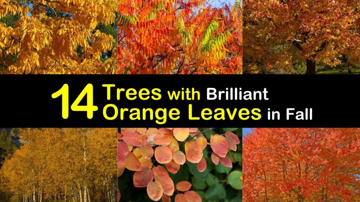 Orange Colour Trees