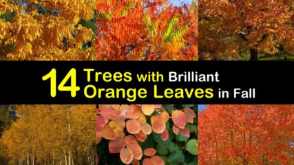 14 Trees with Brilliant Orange Leaves in Fall