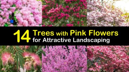14 Trees with Pink Flowers for Attractive Landscaping