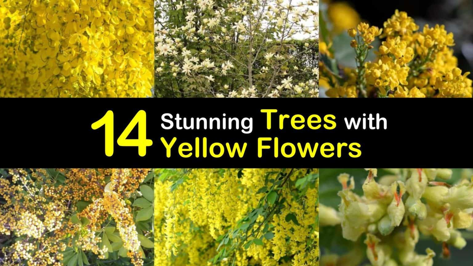 14 Stunning Trees with Yellow Flowers