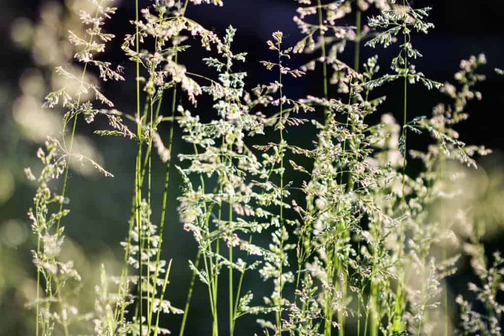 14 Cool-Season Grasses for Creating the Yard of Your Dreams