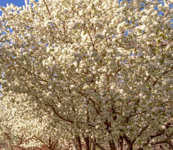 14 Trees with White Flowers to Brighten Your Yard