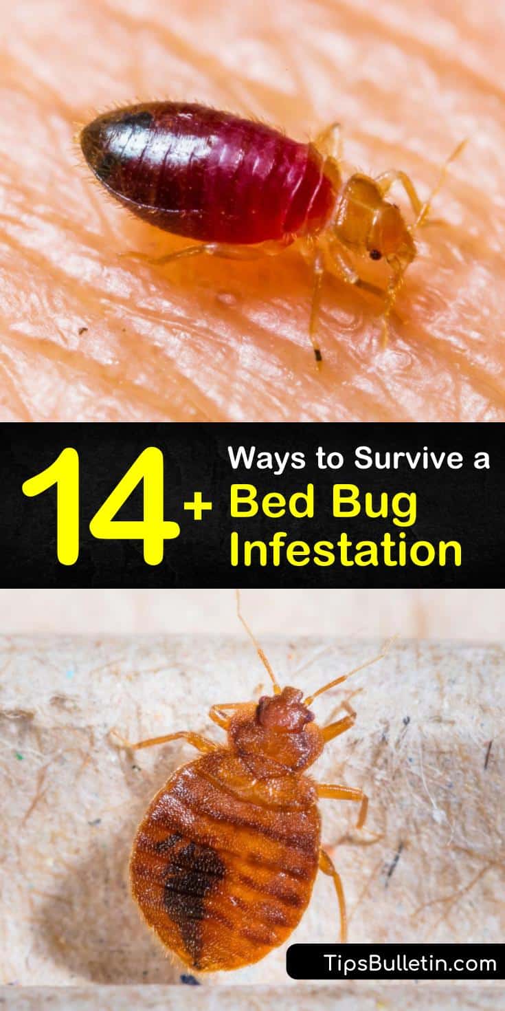 14+ Ways to Survive a Bed Bug Infestation
