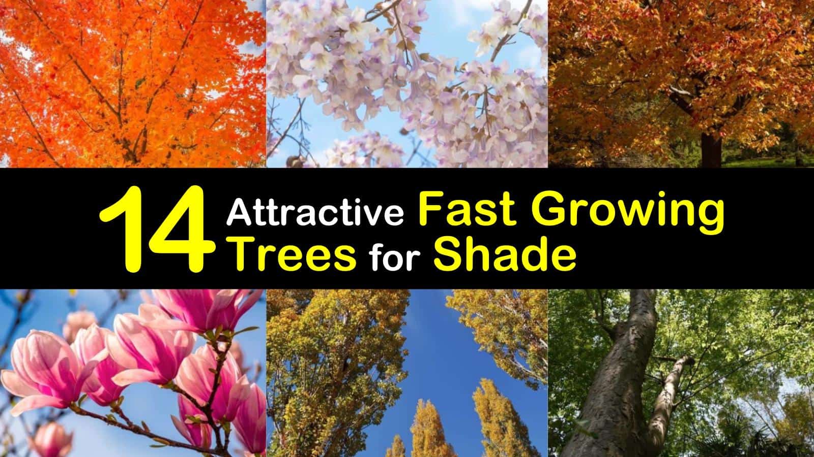 14 Attractive Fast Growing Trees for Shade