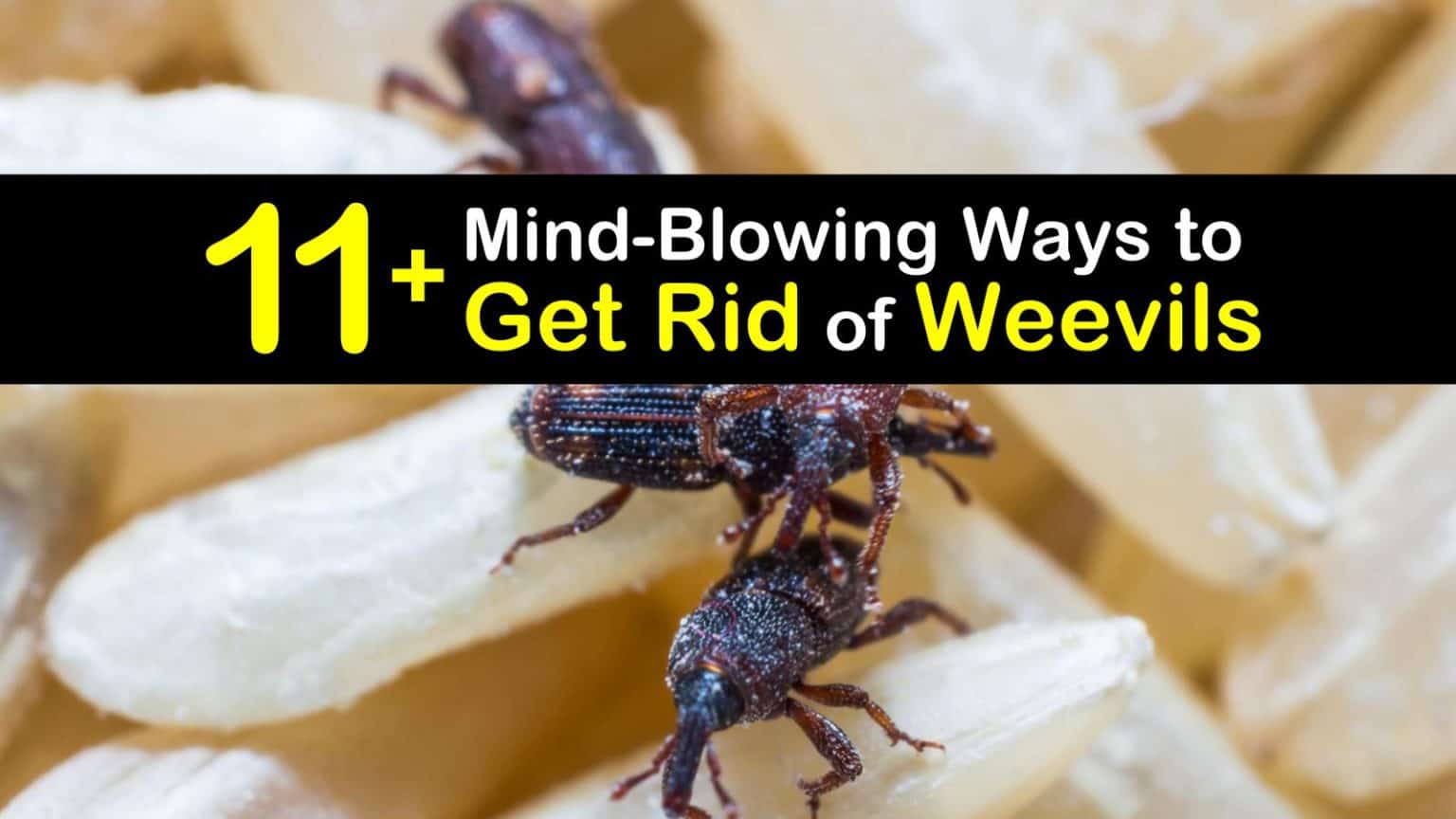 11+ Mind-Blowing Ways to Get Rid of Weevils