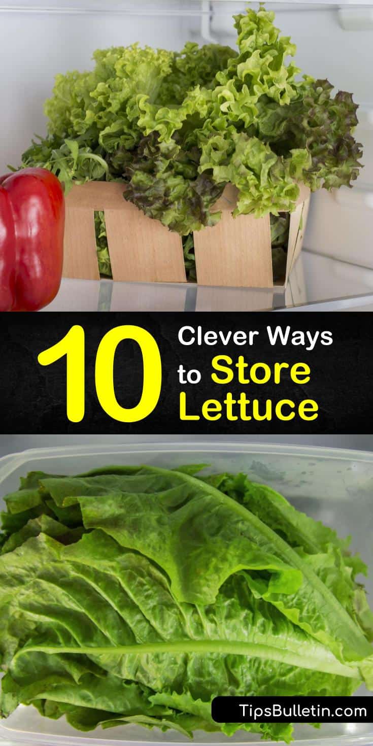 10 Clever Ways to Store Lettuce