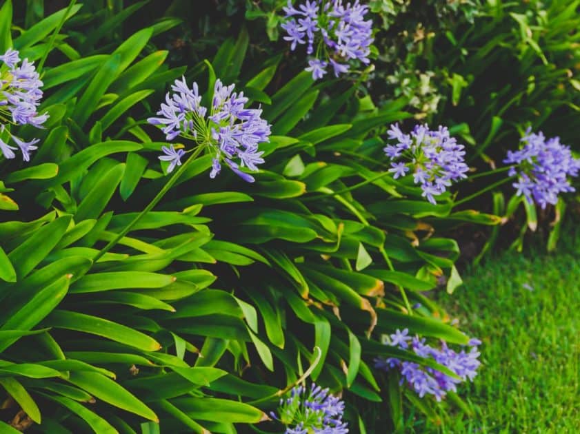 14 Perennial Flowers for an Evergreen Landscape