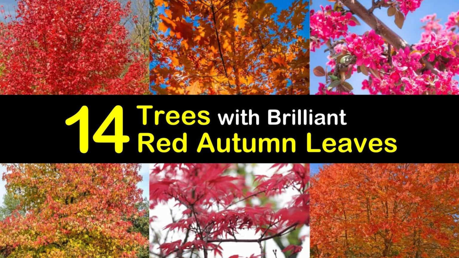 14 Trees with Brilliant Red Autumn Leaves