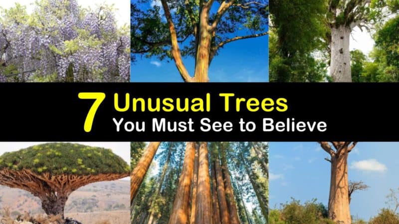 7 Unusual Trees You Must See to Believe