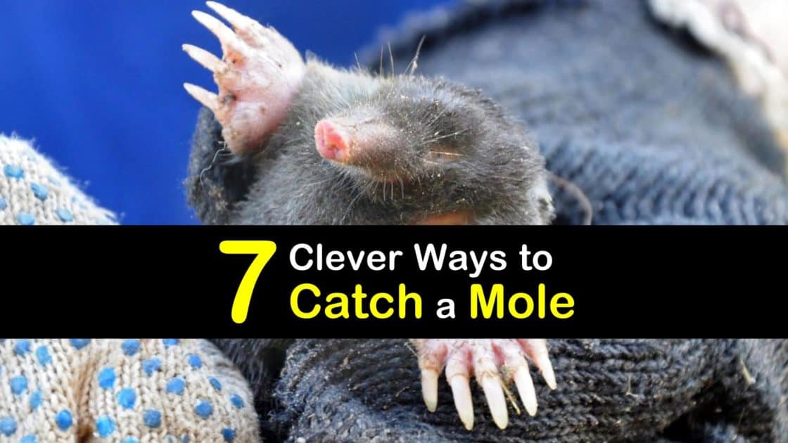7 Clever Ways to Catch a Mole