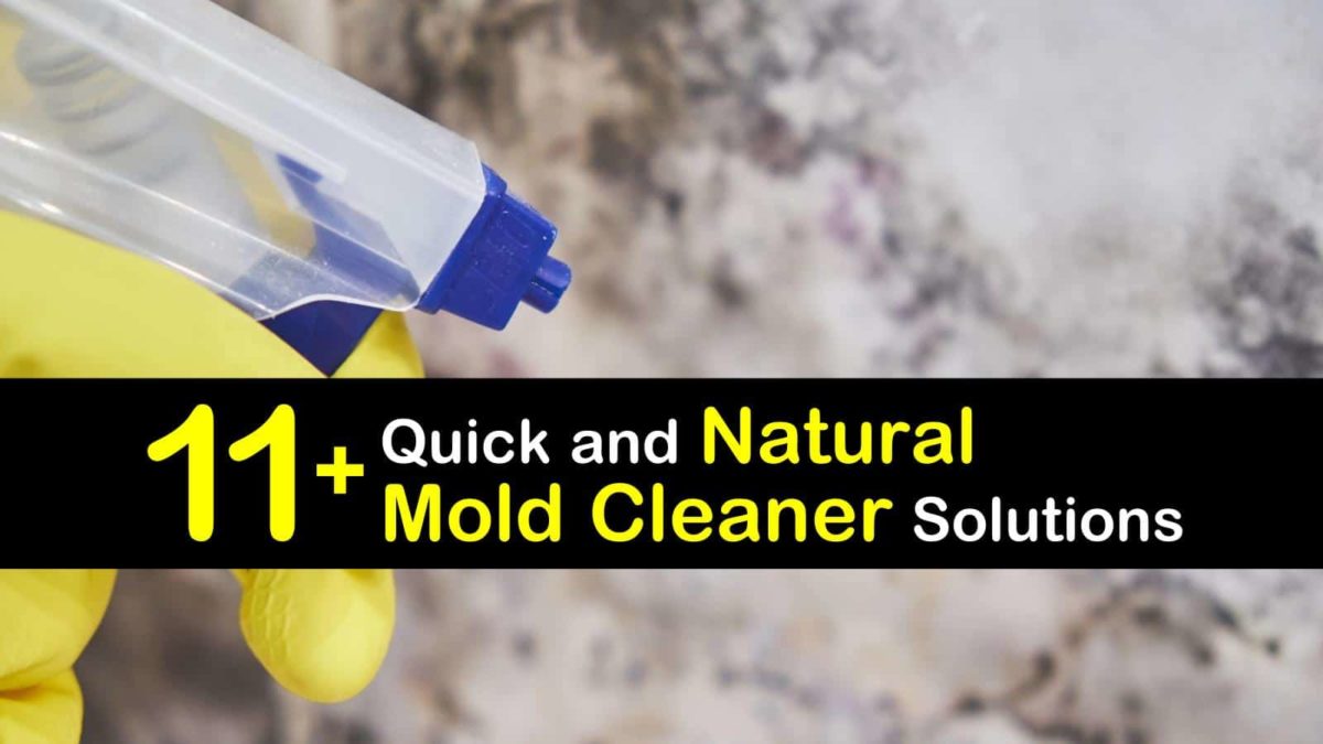 11+ Quick and Natural Mold Cleaner Solutions