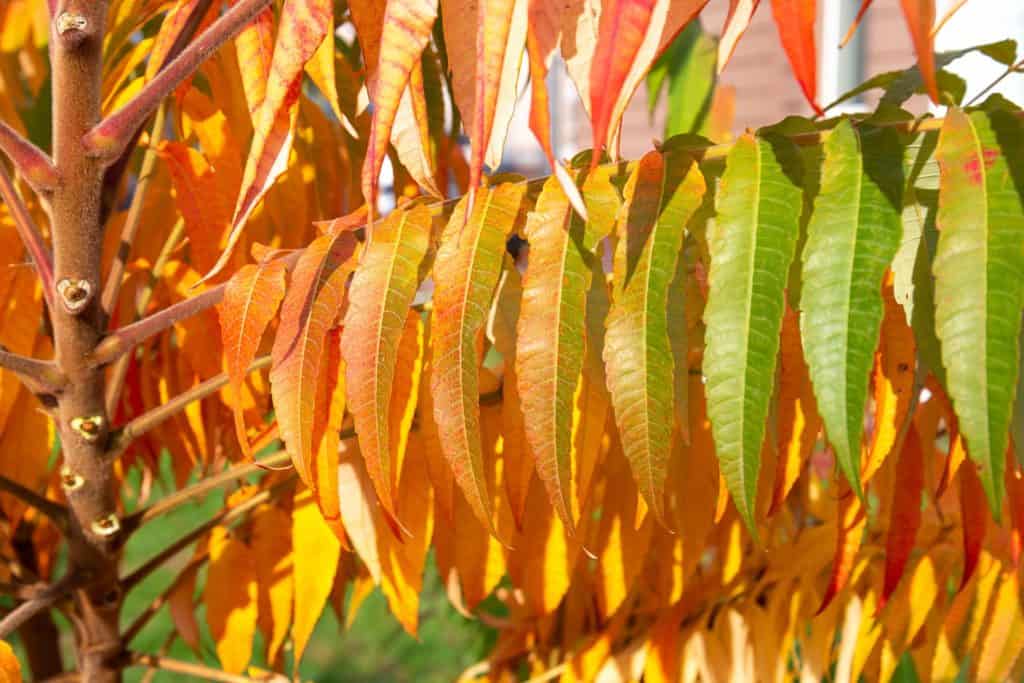 14 Trees with Brilliant Yellow Fall Leaves