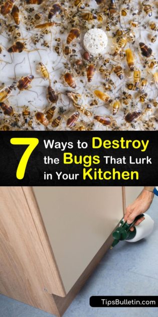 7 Ways to Destroy the Bugs That Lurk in Your Kitchen