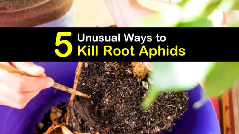 5 Unusual Ways to Kill Root Aphids