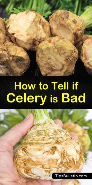How to Tell if Celery is Bad