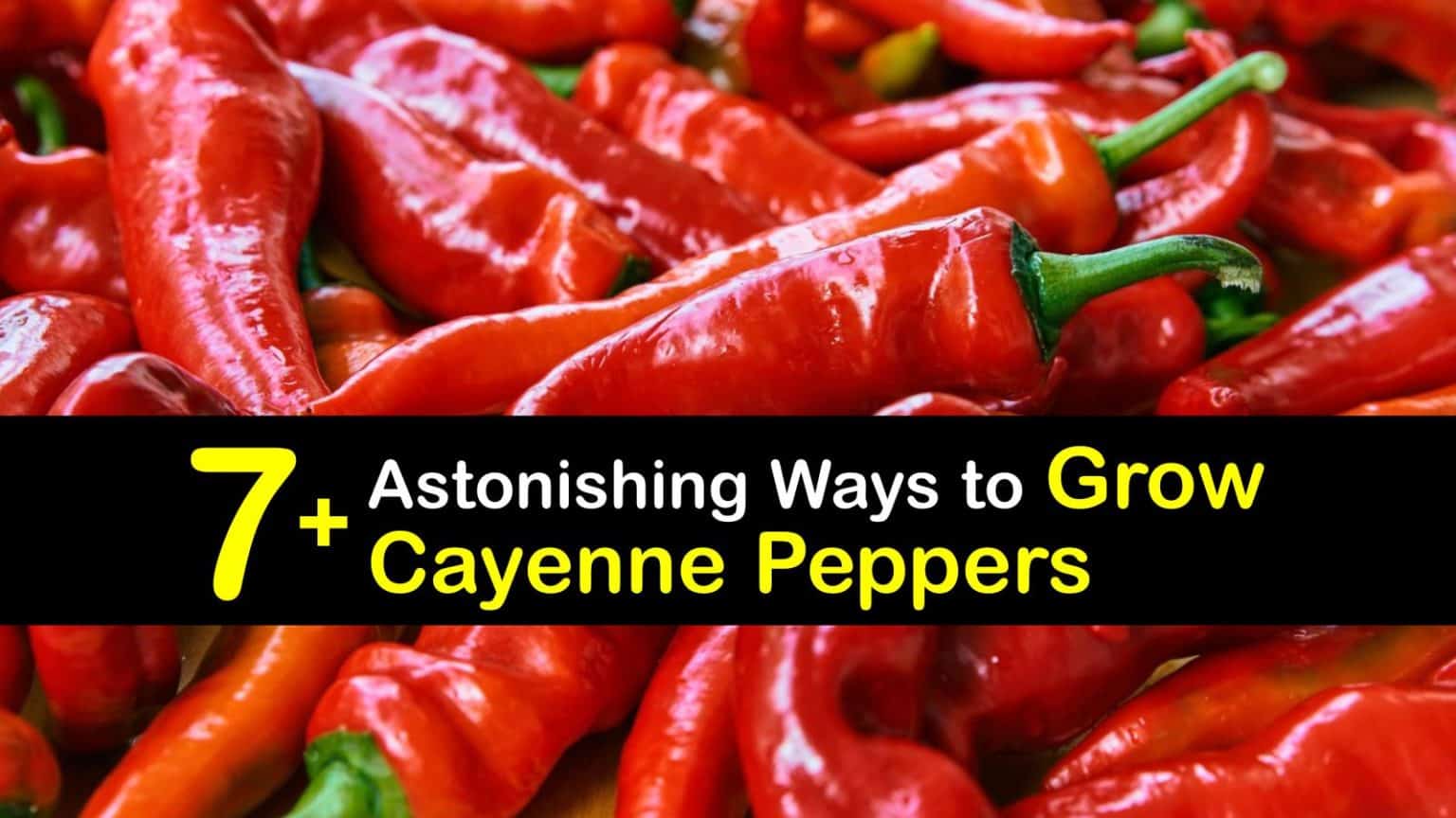 7+ Astonishing Ways to Grow Cayenne Peppers