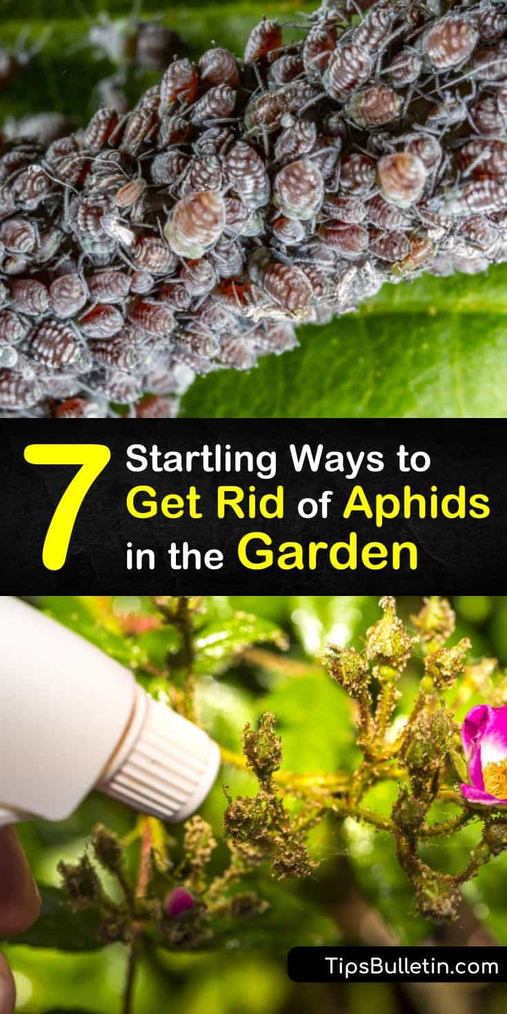 7 Startling Ways to Get Rid of Aphids in the Garden
