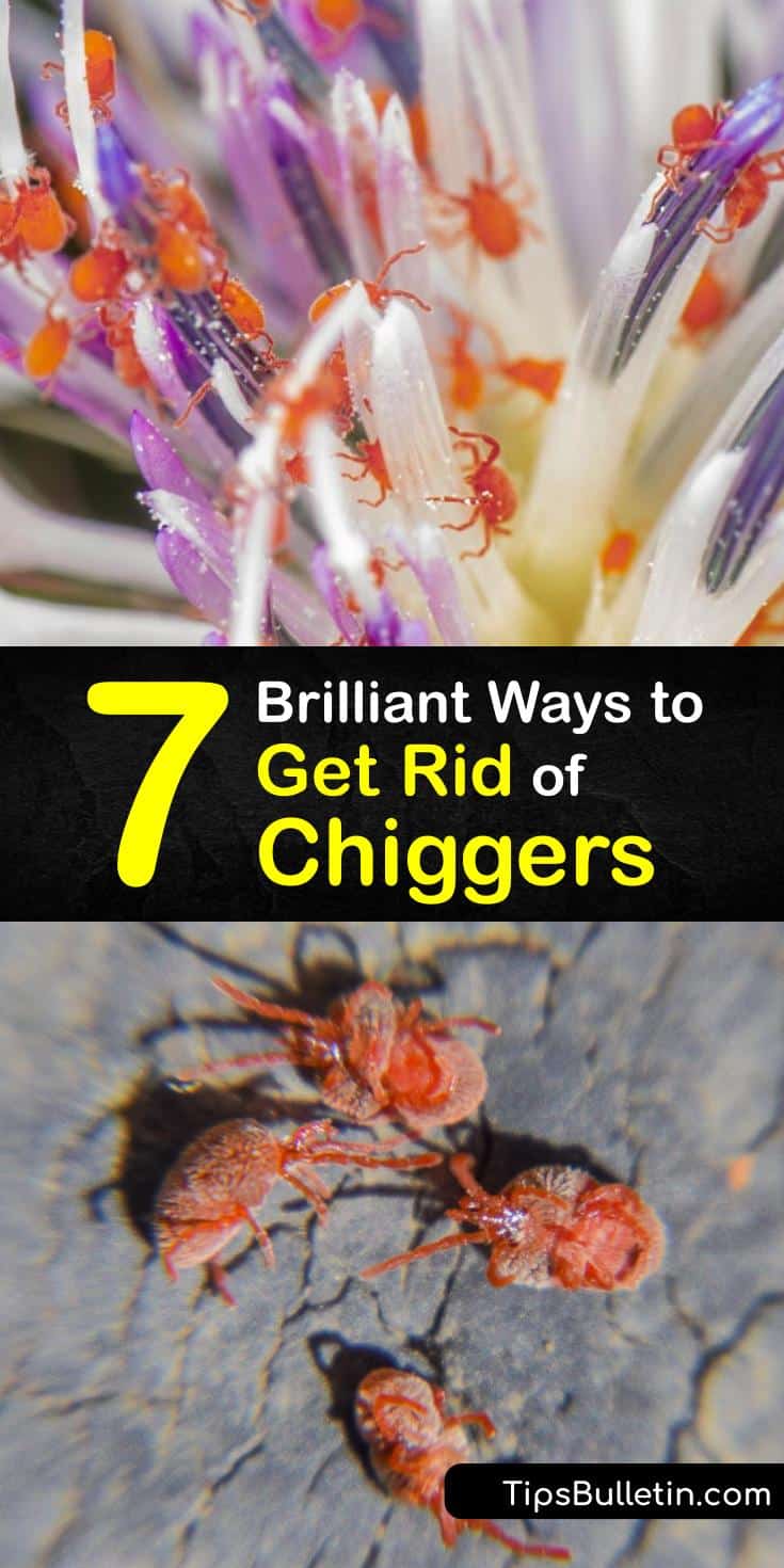 7 Brilliant Ways to Get Rid of Chiggers