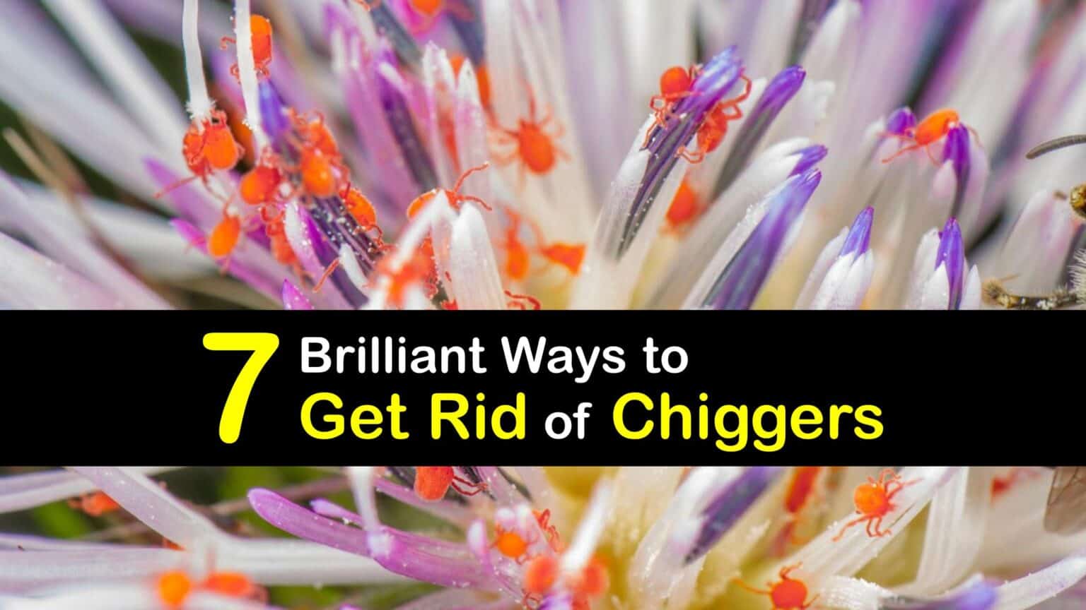7 Brilliant Ways to Get Rid of Chiggers
