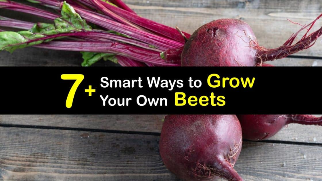 7+ Smart Ways to Grow Your Own Beets