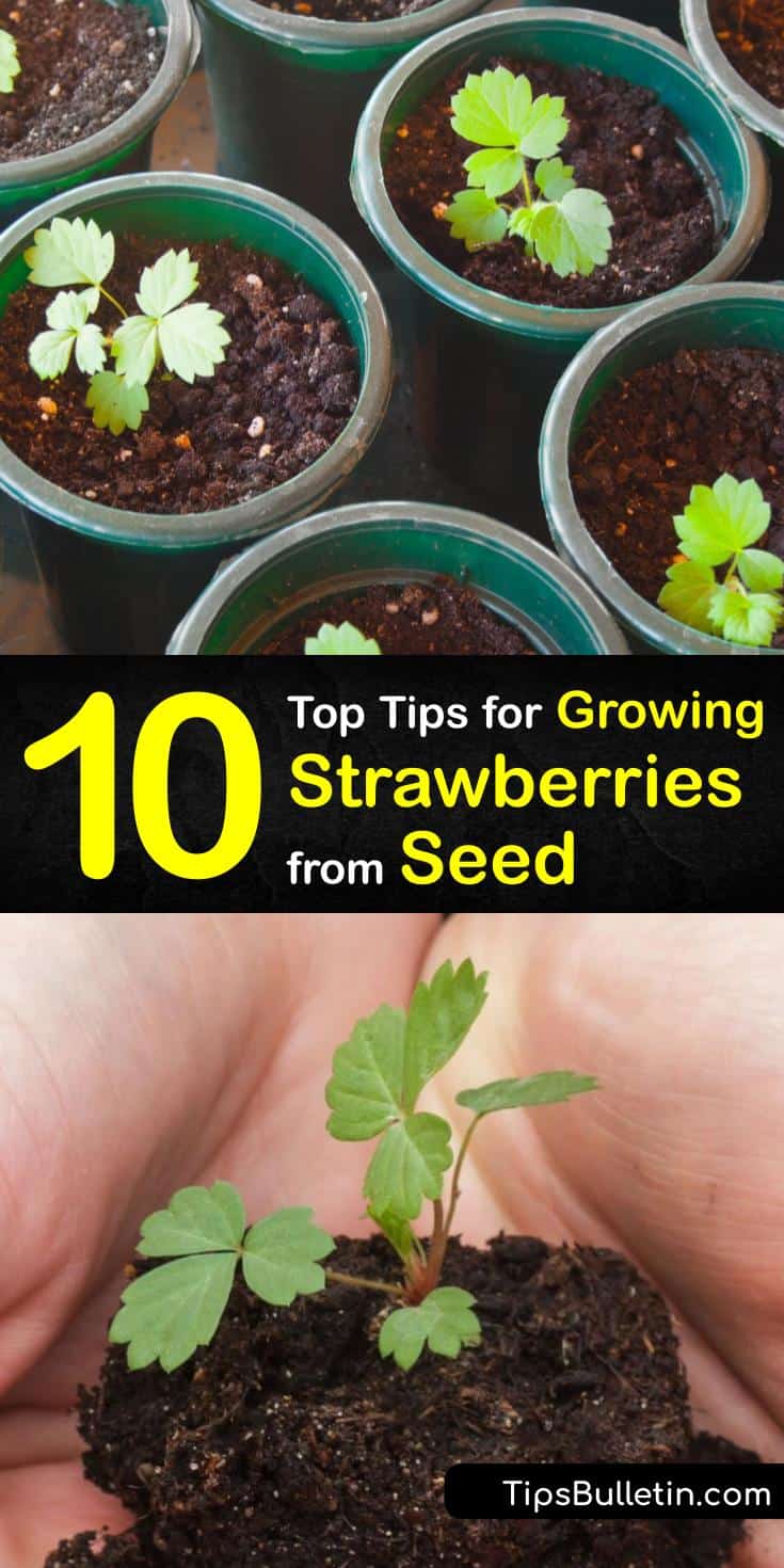 10 Easy Tips for Growing Strawberries from Seeds