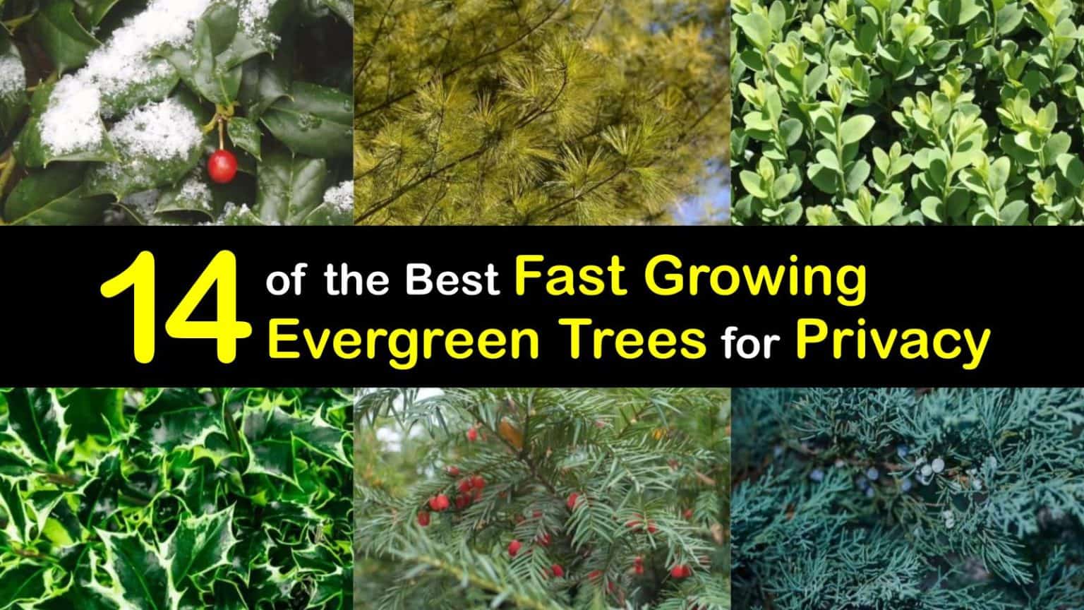 14 of the Best Fast Growing Evergreen Trees for Privacy