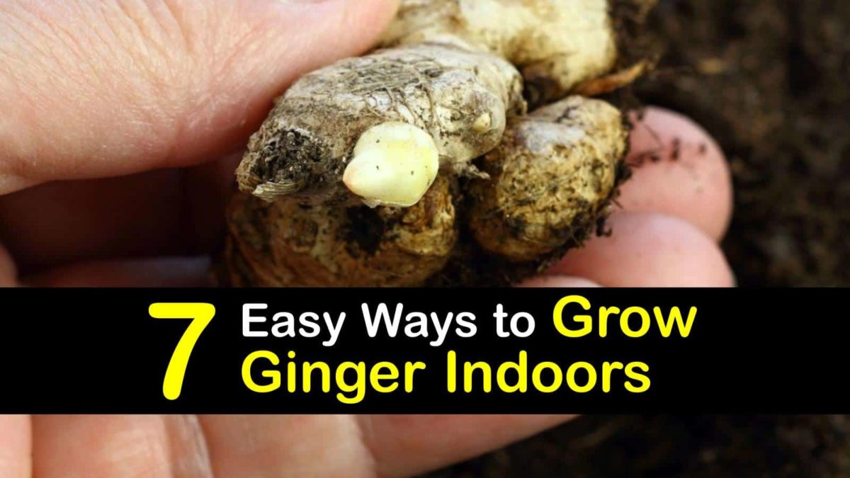 7 Easy Ways to Grow Ginger Indoors