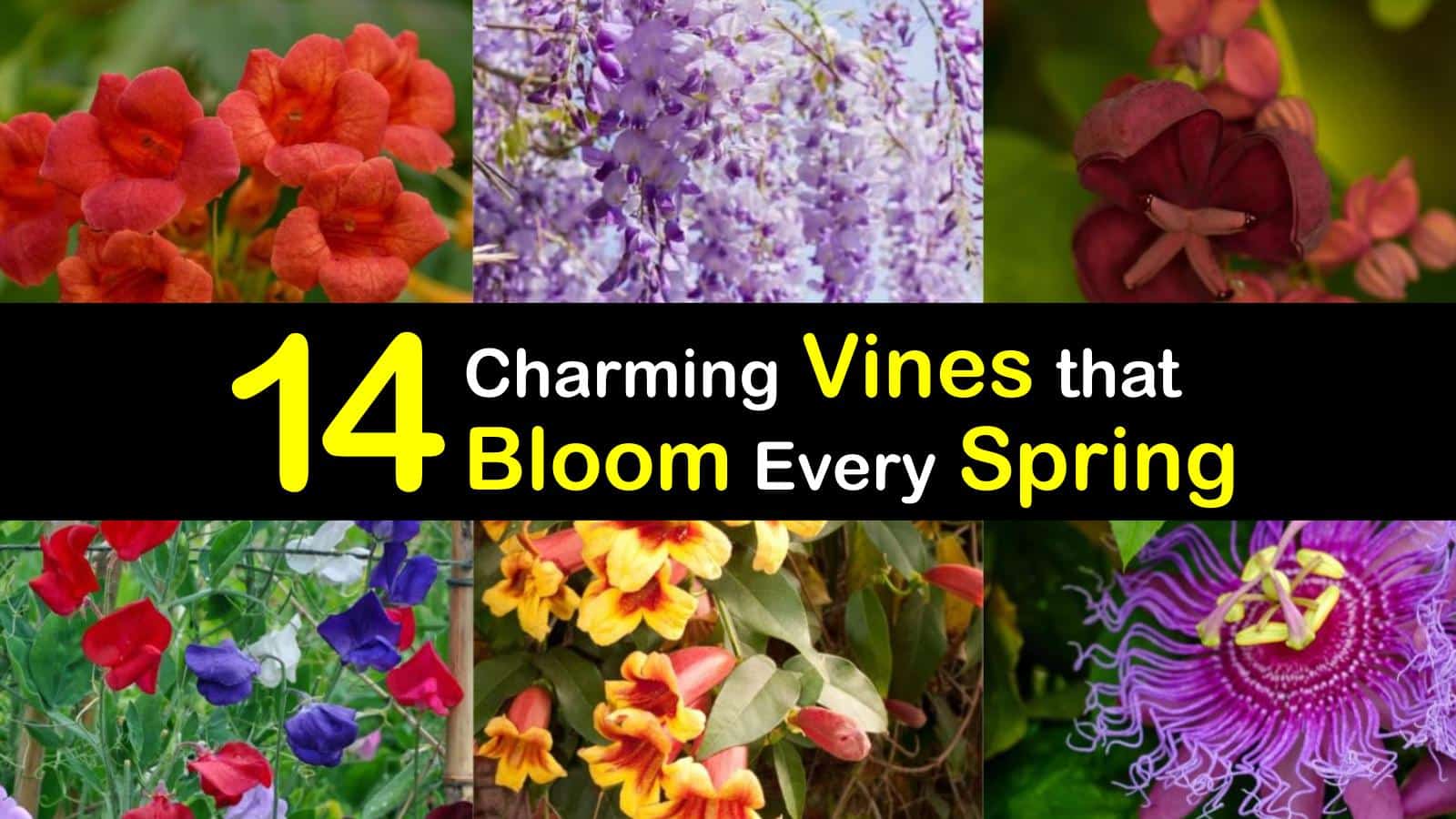 14 Charming Vines that Bloom Every Spring