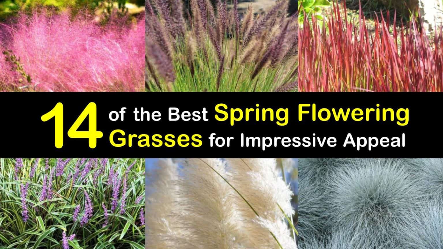 14 of the Best Spring Flowering Grasses for Impressive Appeal