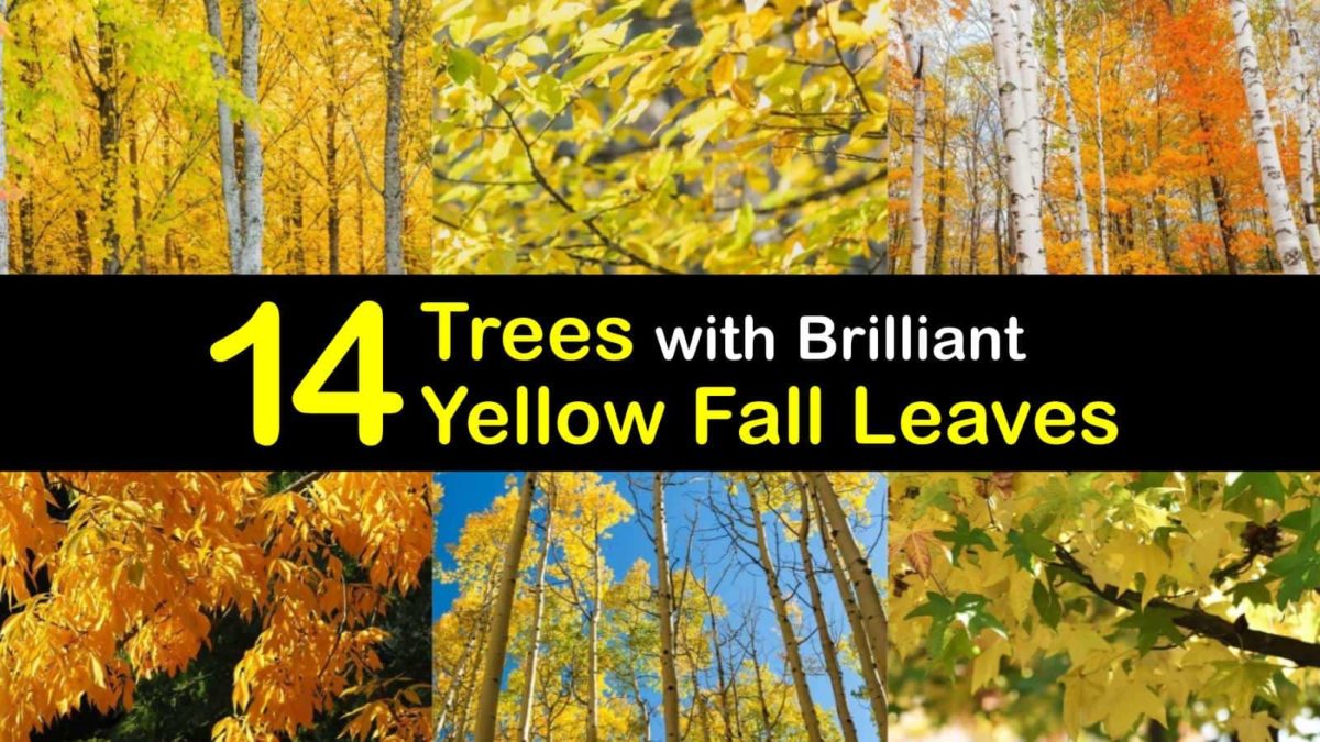 14 Trees with Brilliant Yellow Fall Leaves