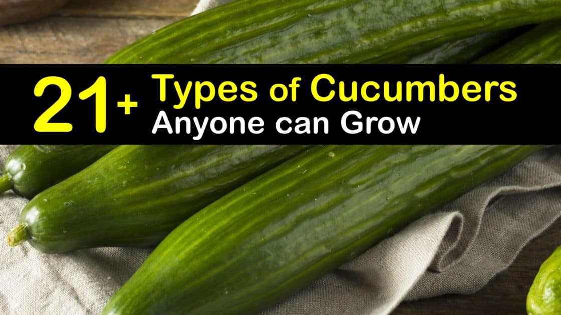 21+ Types of Cucumbers Anyone Can Grow