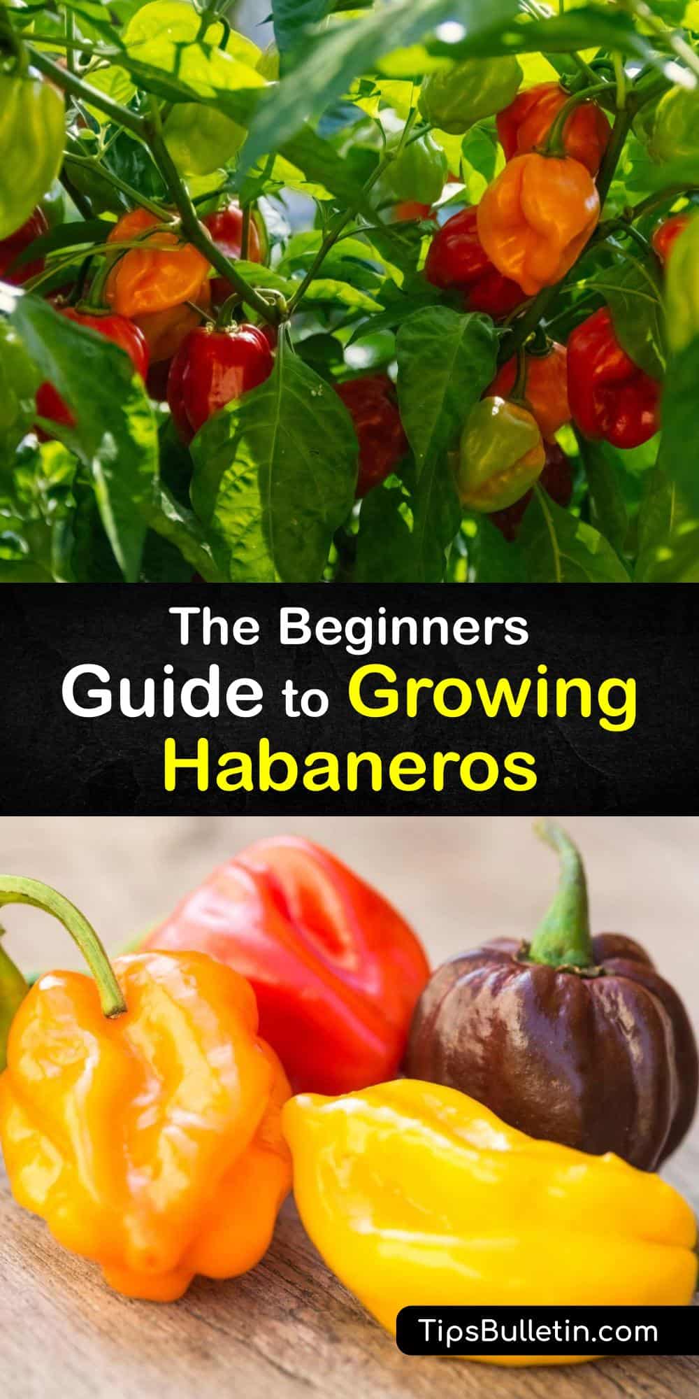 The Beginners Guide to Growing Habaneros