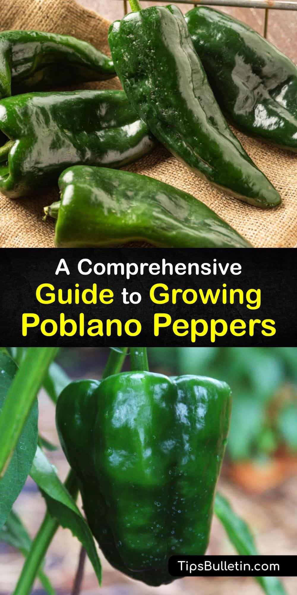 A Comprehensive Guide to Growing Poblano Peppers