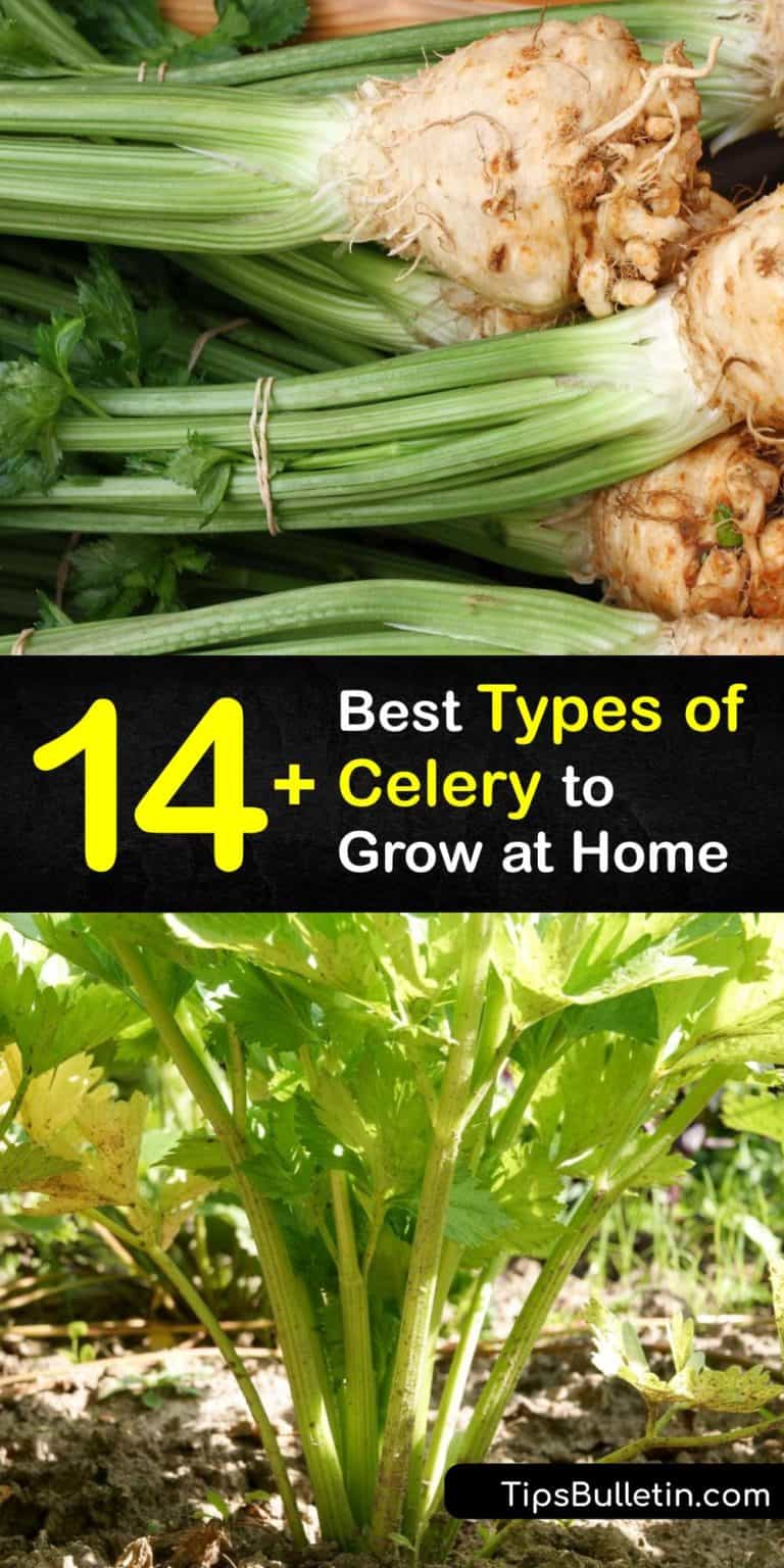 14+ Best Types of Celery to Grow in Your Garden