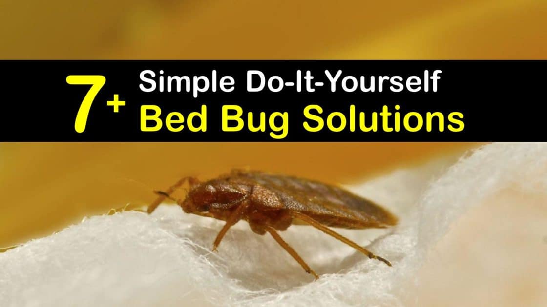 7+ Simple Do-It-Yourself Bed Bug Solutions