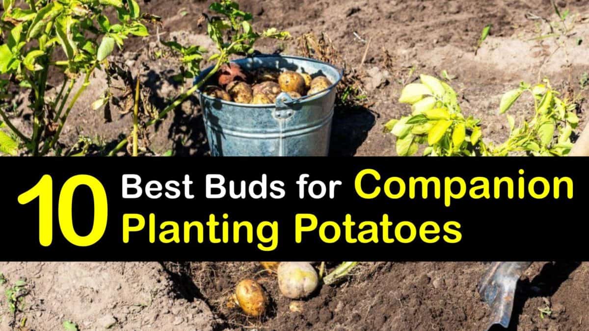 Potato Plant Companions - Best Plants to Grow with Potatoes